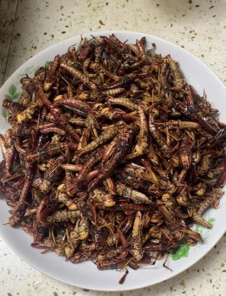 油炸蚂蚱怎么做才酥脆_油炸蚂蚱能吃吗-第1张图片-山城妙识 油炸蚂蚱怎么做才酥脆_油炸蚂蚱能吃吗-第1张图片-山城妙识