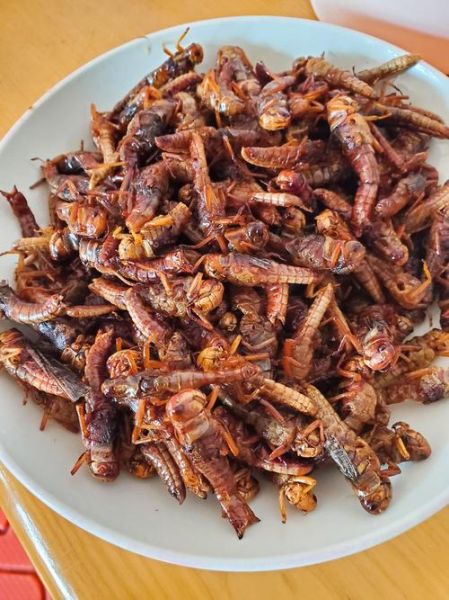 油炸蚂蚱怎么做才酥脆_油炸蚂蚱能吃吗-第2张图片-山城妙识 油炸蚂蚱怎么做才酥脆_油炸蚂蚱能吃吗-第2张图片-山城妙识