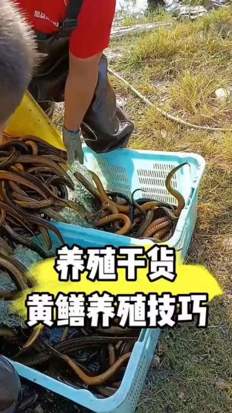 养殖20亩黄鳝多少利润_成本与收益分析-第2张图片-山城妙识 养殖20亩黄鳝多少利润_成本与收益分析-第2张图片-山城妙识