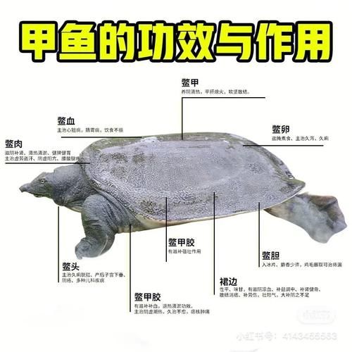 甲鱼的营养价值及功效_甲鱼适合什么人吃-第1张图片-山城妙识 甲鱼的营养价值及功效_甲鱼适合什么人吃-第1张图片-山城妙识