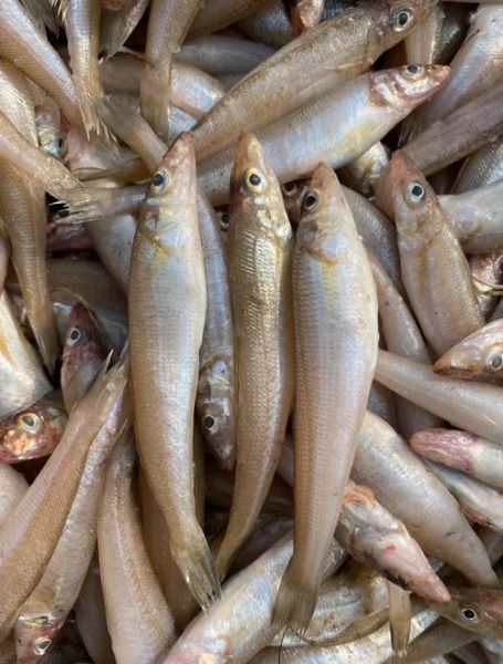 沙丁鱼星球是什么_沙丁鱼星球怎么玩-第2张图片-山城妙识