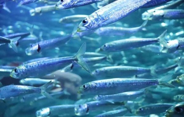 沙丁鱼星球是什么_沙丁鱼星球怎么玩-第1张图片-山城妙识