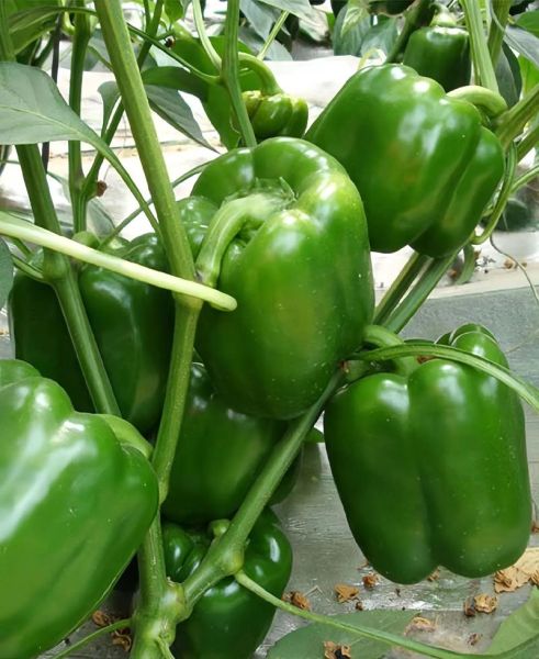 青椒图片大全_青椒有哪些品种-第1张图片-山城妙识 青椒图片大全_青椒有哪些品种-第1张图片-山城妙识