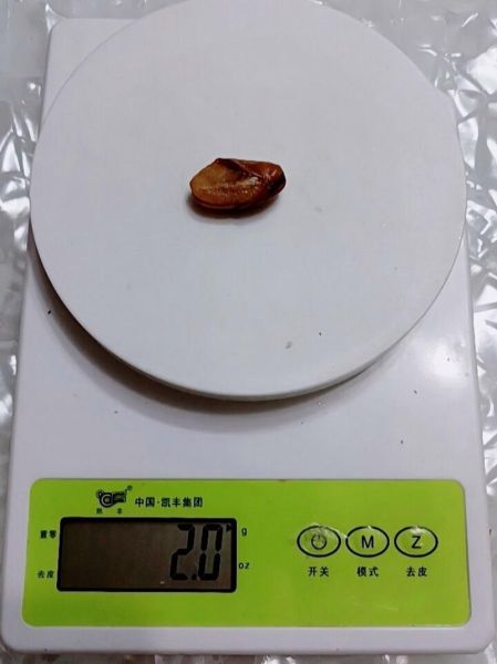 蚕豆热量高吗_减肥能不能吃-第1张图片-山城妙识 蚕豆热量高吗_减肥能不能吃-第1张图片-山城妙识