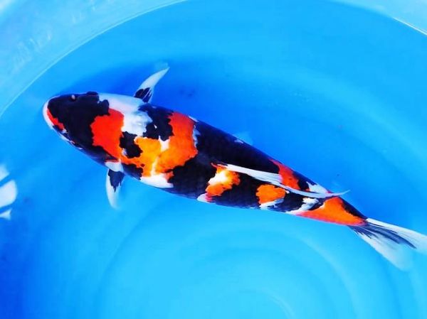 锦鲤鱼什么品种最好_红白锦鲤和昭和三色哪个更受欢迎-第2张图片-山城妙识