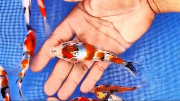 锦鲤鱼什么品种最好_红白锦鲤和昭和三色哪个更受欢迎-第1张图片-山城妙识