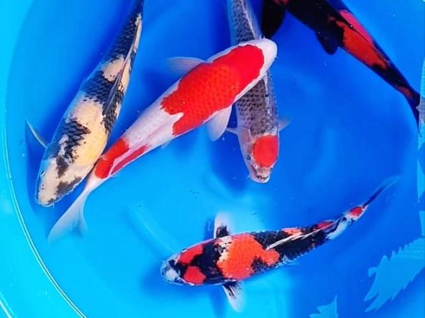 锦鲤鱼什么品种最好_红白锦鲤和昭和三色哪个更受欢迎-第3张图片-山城妙识