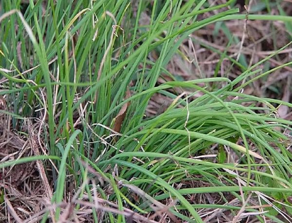野葱和野蒜的区别_野葱野蒜怎么区分-第1张图片-山城妙识