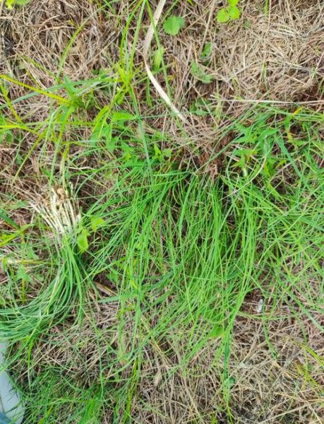 野葱和野蒜的区别_野葱野蒜怎么区分-第2张图片-山城妙识