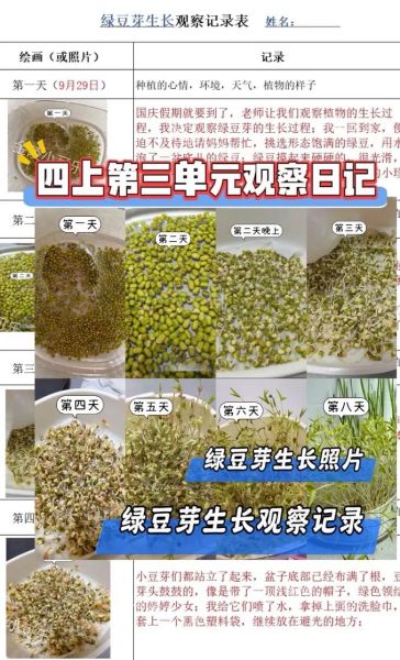 绿豆芽怎么发_绿豆芽几天能长好-第1张图片-山城妙识