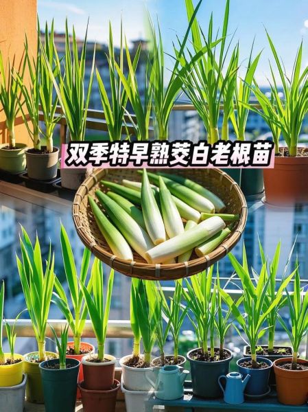 茭白是植物的根吗_茭白长什么样图片-第1张图片-山城妙识 茭白是植物的根吗_茭白长什么样图片-第1张图片-山城妙识