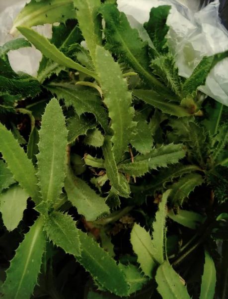 刺菜长什么样_刺菜图片怎么识别-第1张图片-山城妙识 刺菜长什么样_刺菜图片怎么识别-第1张图片-山城妙识