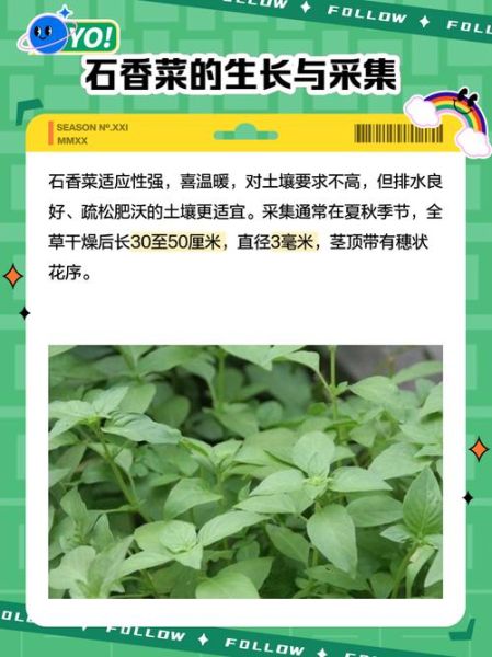 石香菜吃多了有害吗_石香菜吃多了有什么副作用-第1张图片-山城妙识