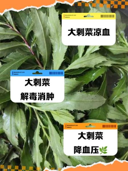 刺菜长什么样_刺菜图片怎么识别-第3张图片-山城妙识 刺菜长什么样_刺菜图片怎么识别-第3张图片-山城妙识