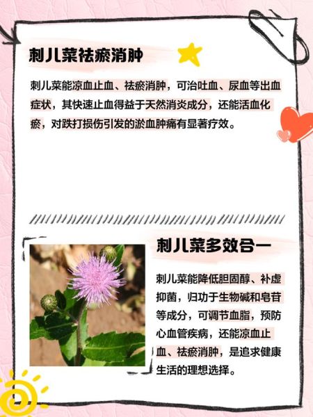 刺菜长什么样_刺菜图片怎么识别-第2张图片-山城妙识 刺菜长什么样_刺菜图片怎么识别-第2张图片-山城妙识