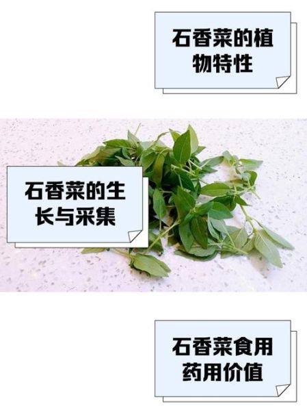 石香菜吃多了有害吗_石香菜吃多了有什么副作用-第3张图片-山城妙识