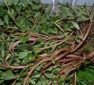 麻子菜的功效与作用_麻子菜怎么吃效果最好-第1张图片-山城妙识 麻子菜的功效与作用_麻子菜怎么吃效果最好-第1张图片-山城妙识