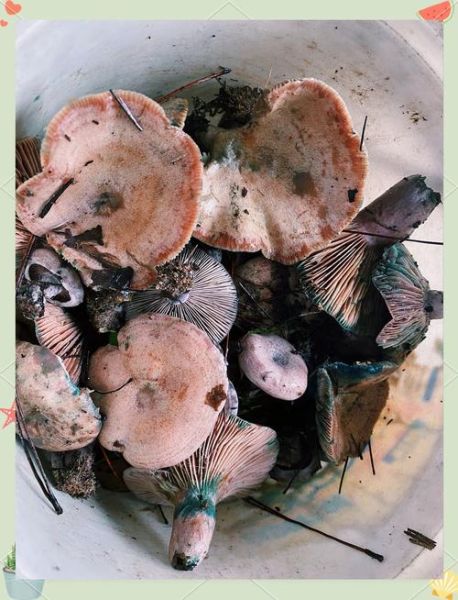 野生草菇图片大全_如何识别可食用草菇-第3张图片-山城妙识