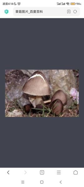 野生草菇图片大全_如何识别可食用草菇-第2张图片-山城妙识