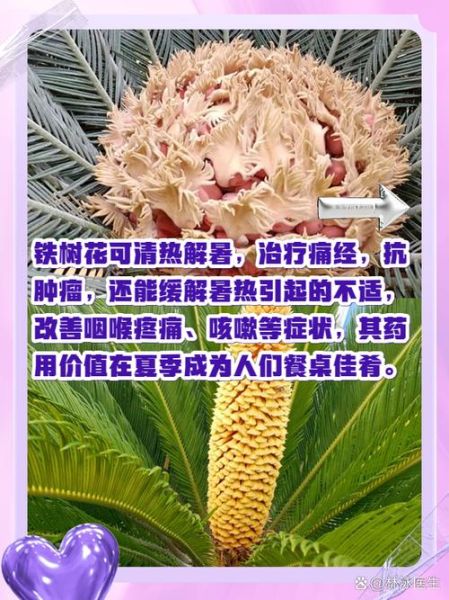 铁树花有什么功效与作用_铁树花怎么吃才安全-第2张图片-山城妙识 铁树花有什么功效与作用_铁树花怎么吃才安全-第2张图片-山城妙识