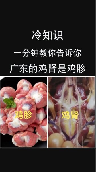 鸡肾和鸡睾丸的区别_鸡肾和鸡睾丸哪个更补-第1张图片-山城妙识