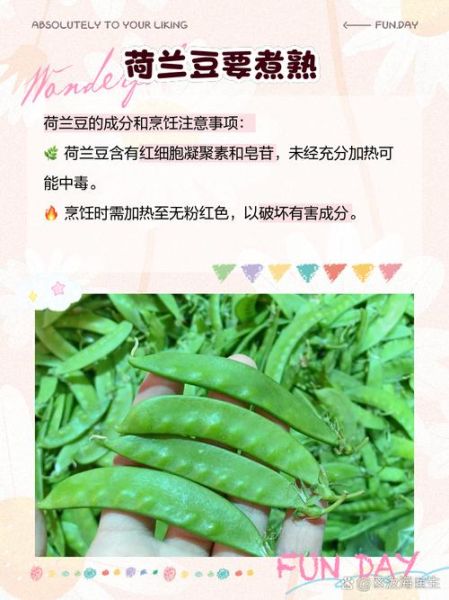 荷兰豆不熟会中毒吗_吃了没熟的荷兰豆怎么办-第3张图片-山城妙识 荷兰豆不熟会中毒吗_吃了没熟的荷兰豆怎么办-第3张图片-山城妙识