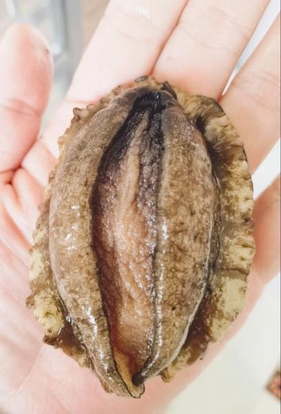 鲍鱼是真正的鱼吗_鲍鱼属于什么动物-第1张图片-山城妙识 鲍鱼是真正的鱼吗_鲍鱼属于什么动物-第1张图片-山城妙识