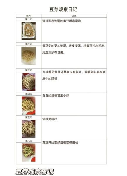 黄豆芽怎么种_黄豆芽生长步骤图解-第1张图片-山城妙识 黄豆芽怎么种_黄豆芽生长步骤图解-第1张图片-山城妙识