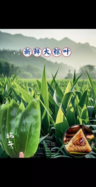 粽叶怎么处理才能包粽子_粽叶煮多久才够软-第1张图片-山城妙识 粽叶怎么处理才能包粽子_粽叶煮多久才够软-第1张图片-山城妙识
