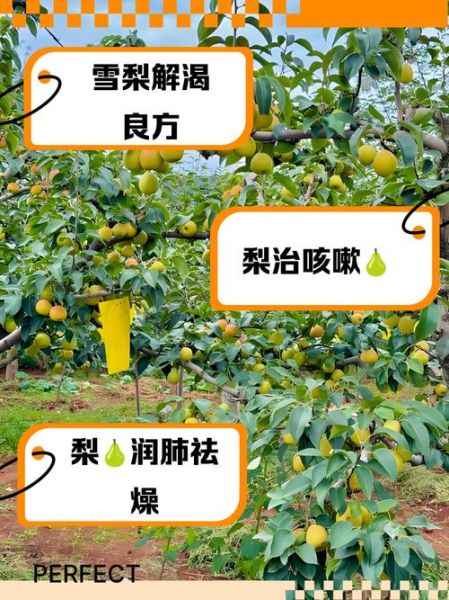 梨的功效与作用是什么_吃梨能润肺止咳吗-第2张图片-山城妙识 梨的功效与作用是什么_吃梨能润肺止咳吗-第2张图片-山城妙识