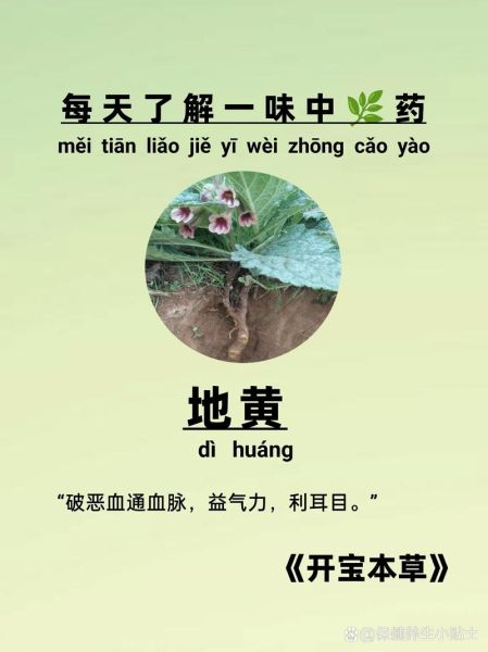 鲜地黄的功效与作用_鲜地黄怎么吃效果最好-第1张图片-山城妙识 鲜地黄的功效与作用_鲜地黄怎么吃效果最好-第1张图片-山城妙识