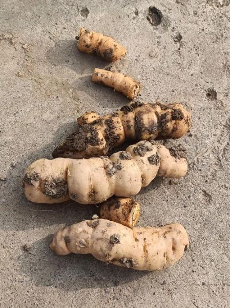 鲜地黄的功效与作用_鲜地黄怎么吃效果最好-第2张图片-山城妙识 鲜地黄的功效与作用_鲜地黄怎么吃效果最好-第2张图片-山城妙识