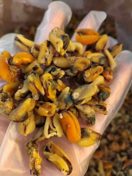 淡菜干怎么清洗_淡菜干清洗的正确方法-第3张图片-山城妙识