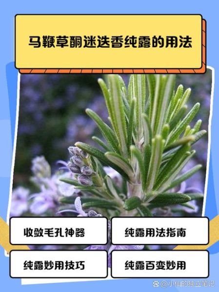 马鞭草酮迷迭香纯露怎么用_马鞭草酮迷迭香纯露的功效与作用-第2张图片-山城妙识 马鞭草酮迷迭香纯露怎么用_马鞭草酮迷迭香纯露的功效与作用-第2张图片-山城妙识