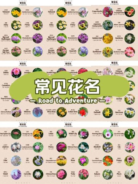 1000种花名大全_如何快速识别花卉-第1张图片-山城妙识 1000种花名大全_如何快速识别花卉-第1张图片-山城妙识