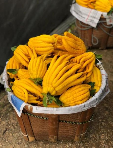 金华佛手简笔画怎么画_金华佛手简笔画步骤-第3张图片-山城妙识