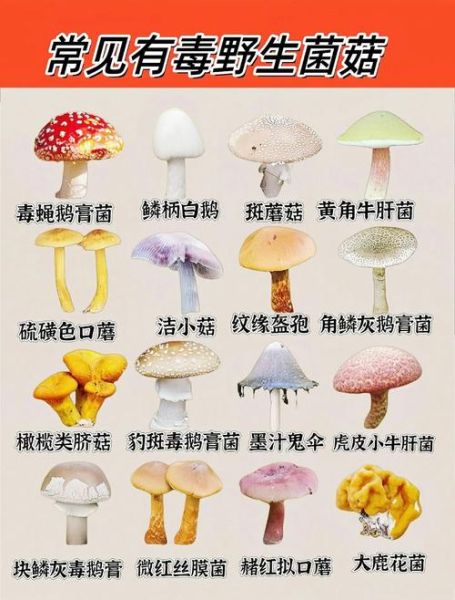 菌类识别扫一扫软件哪个好_如何用手机拍照识别毒蘑菇-第2张图片-山城妙识
