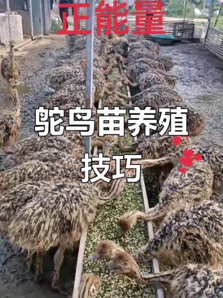 鸵鸟养殖骗局是真的吗_如何识别套路-第1张图片-山城妙识