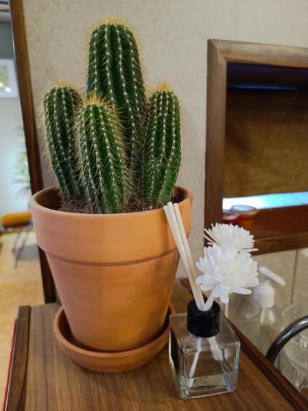 甘梅薯条是红薯还是土豆_甘梅薯条原料揭秘-第1张图片-山城妙识