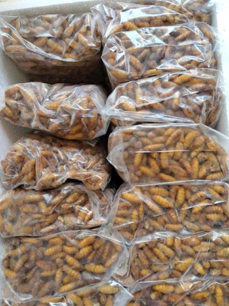 蚕蛹多少钱一斤_蚕蛹价格行情-第1张图片-山城妙识