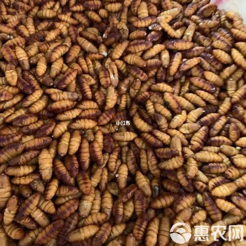 蚕蛹多少钱一斤_蚕蛹价格行情-第3张图片-山城妙识