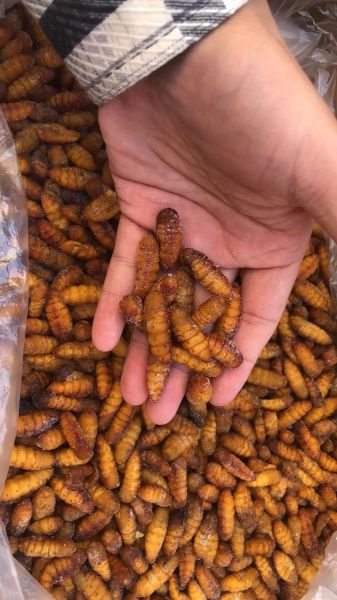 蚕蛹多少钱一斤_蚕蛹价格行情-第2张图片-山城妙识