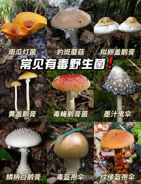 食用菌图片大全_如何辨别可食用蘑菇-第1张图片-山城妙识 食用菌图片大全_如何辨别可食用蘑菇-第1张图片-山城妙识