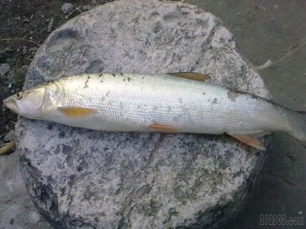 鳡鱼图片大全_鳡鱼长什么样-第2张图片-山城妙识