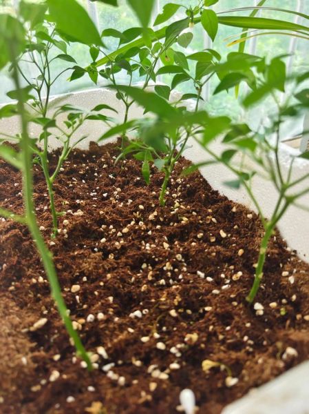 辣椒种子怎么种_辣椒种子发芽时间-第2张图片-山城妙识