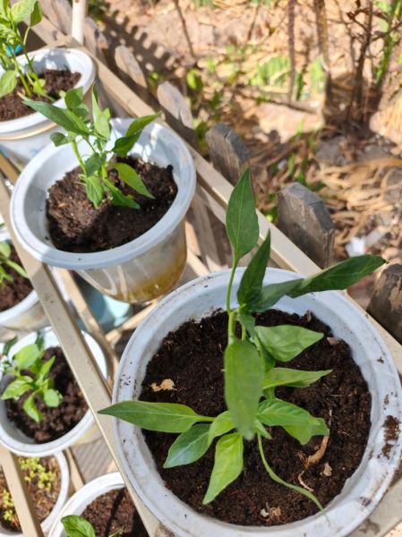 辣椒种子怎么种_辣椒种子发芽时间-第3张图片-山城妙识