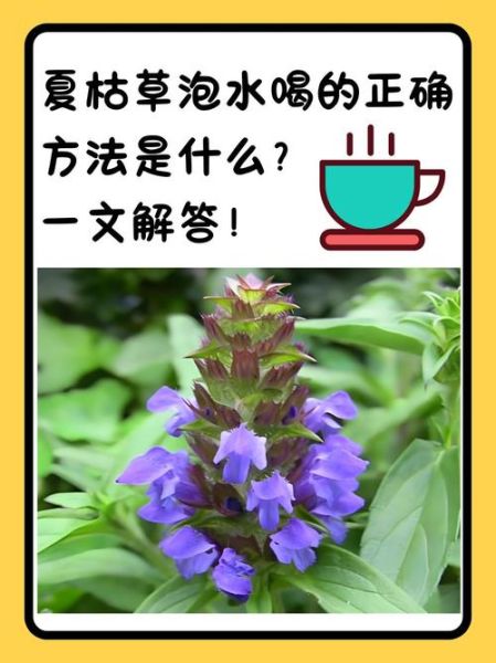 夏枯草泡水喝的功效与作用_夏枯草泡水喝的禁忌有哪些-第1张图片-山城妙识