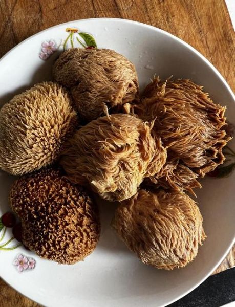 新鲜猴头菇怎么处理_猴头菇去苦味方法-第1张图片-山城妙识 新鲜猴头菇怎么处理_猴头菇去苦味方法-第1张图片-山城妙识