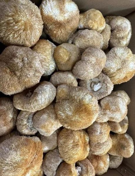 新鲜猴头菇怎么处理_猴头菇去苦味方法-第3张图片-山城妙识 新鲜猴头菇怎么处理_猴头菇去苦味方法-第3张图片-山城妙识