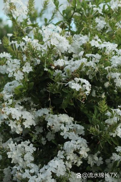 香魂是什么_香魂的功效与作用-第1张图片-山城妙识 香魂是什么_香魂的功效与作用-第1张图片-山城妙识